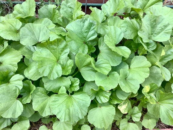 Chinese Mallow Seeds asia Chima 冬苋菜 冬寒菜 50 Seeds Each - Etsy