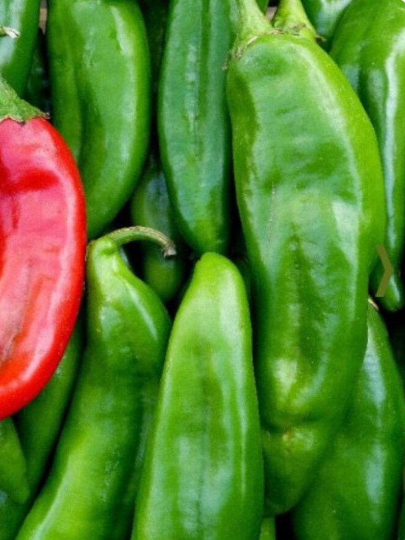 TIGER SKIN PEPPER (虎皮青椒) 20 Seeds Each - Etsy