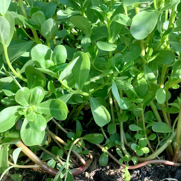 Purslane Seeds - Etsy