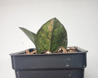 White Variegated Zz Plant - Etsy