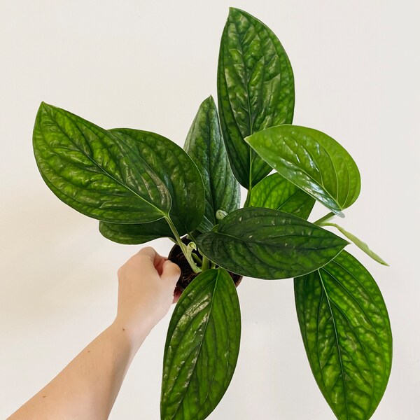 Peru - Etsy