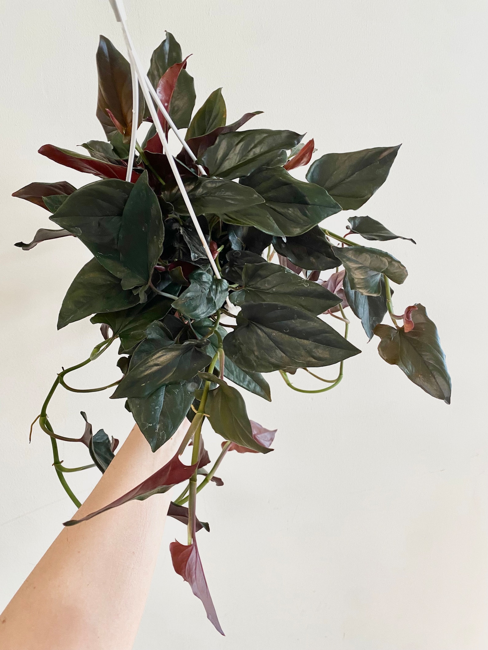 Syngonium Erythrophyllum Red Arrow Plant 6 Inch Hanging Pot - Etsy