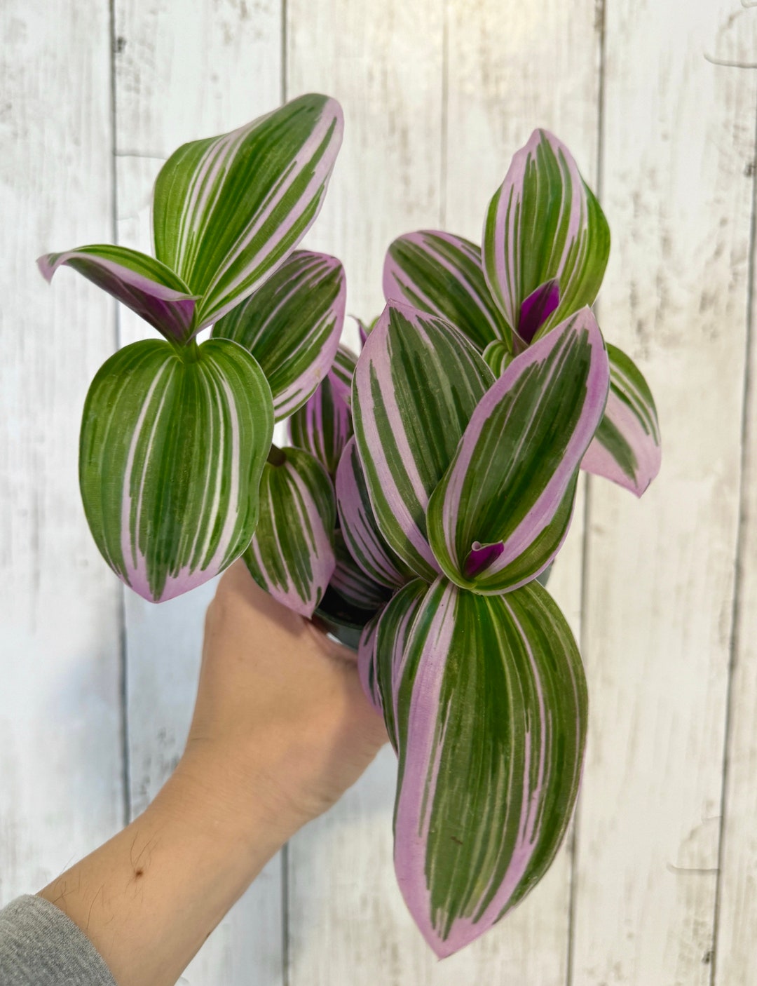 Tradescantia Bubblegum Nanouk Plant - 4 Inch Pot - Optional Decorative ...