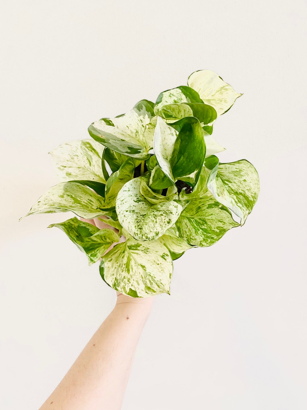 Manjula Pothos Plant - 4 Inch Nursery Pot - Live Plant - Optional ...