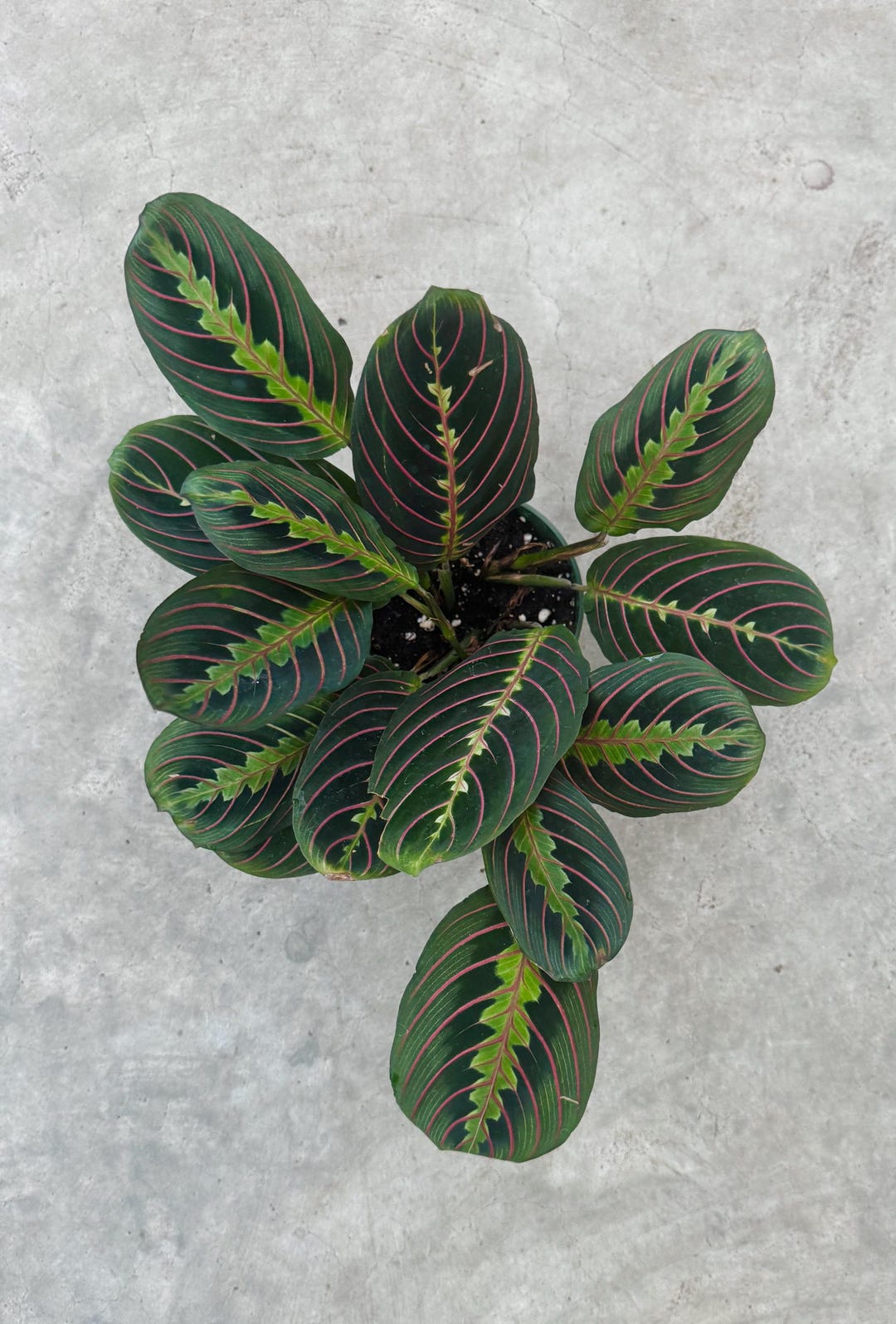 Red Maranta Prayer Plant | 4 Inch Pot | Live Plant - Optional ...