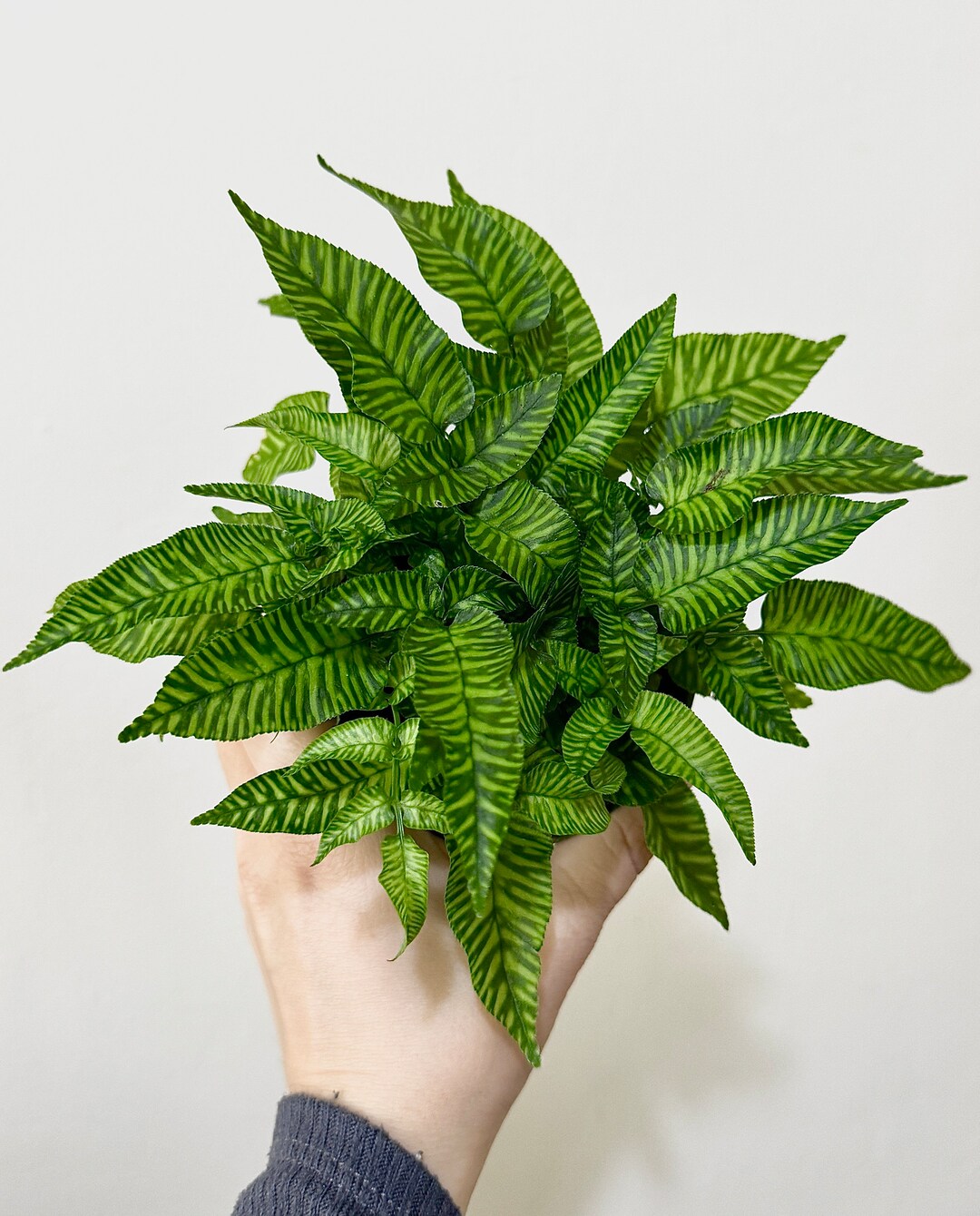 Striped Bamboo Fern Golden Zebra Plant - Live Plant - Rare Plant - 4 ...