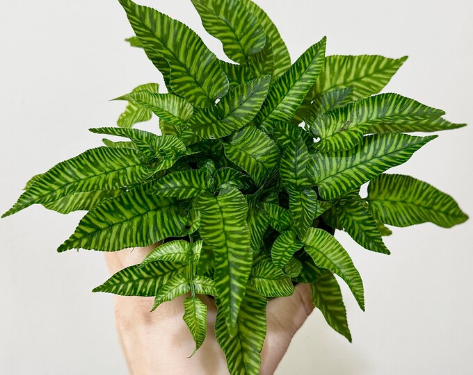 Golden Zebra Variegated Bamboo Fern Plant Starter ALL Starter Plants ...