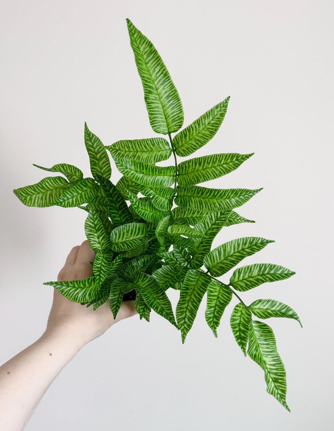 Striped Bamboo Fern Golden Zebra Plant - Live Plant - Rare Plant - 4 ...