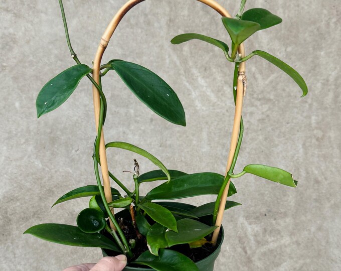 Hoya Meliflua Plant - 6 Inch Pot W. Trellis - Live Plant - Etsy