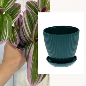 Tradescantia Bubblegum Nanouk Plant - 4 Inch Pot - Optional Decorative ...