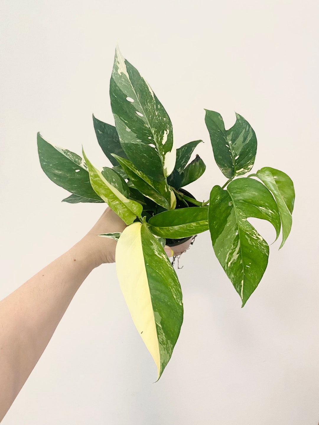 Epipremnum Pinnatum Albo Variegated Plant - Live Plant 4" Pot ...