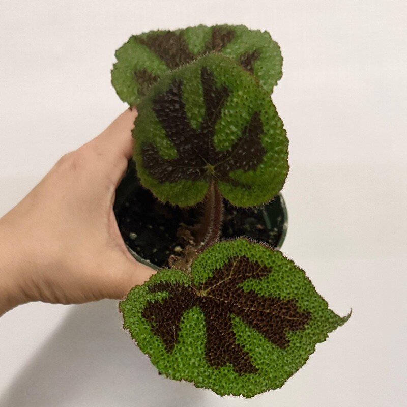 Begonia Plant - Etsy