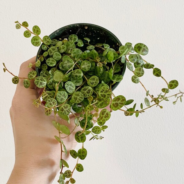 String of Turtles Plant - Etsy