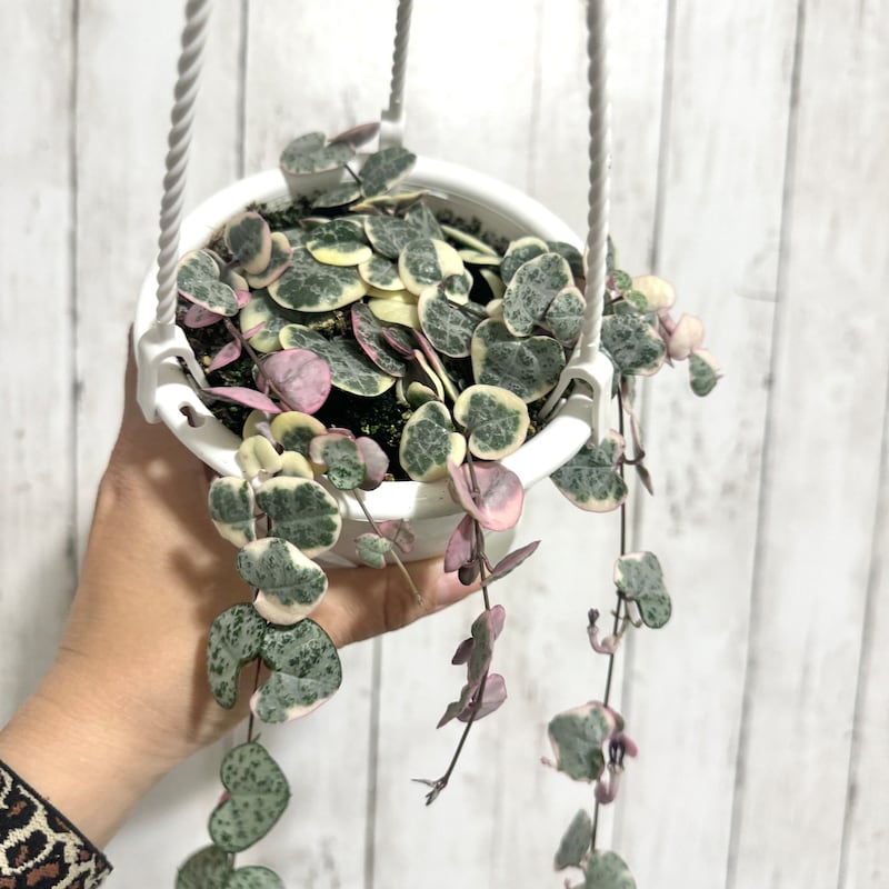 Silver Glory String of Hearts - Etsy