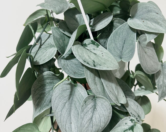 Scindapsus Sooo Silver (TM) Cultivated RARE Plant - 6 Inch Hanging Pot ...