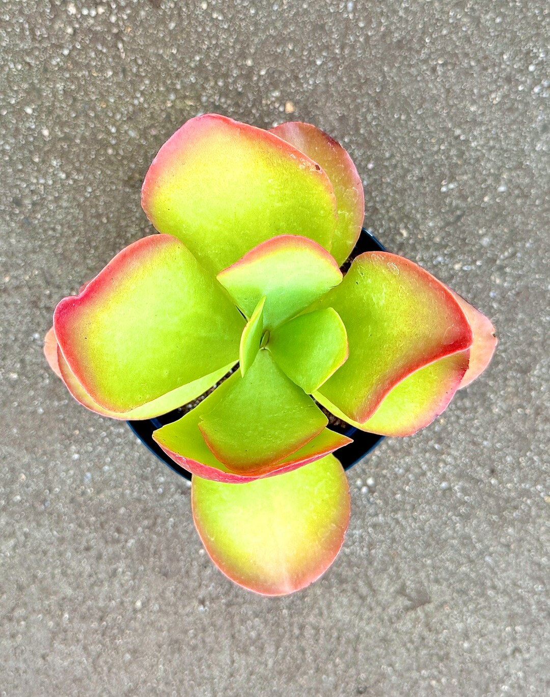 Kalanchoe Thyrsiflora Dragonfire Plant 6 Inch Pot Succulent Optional ...