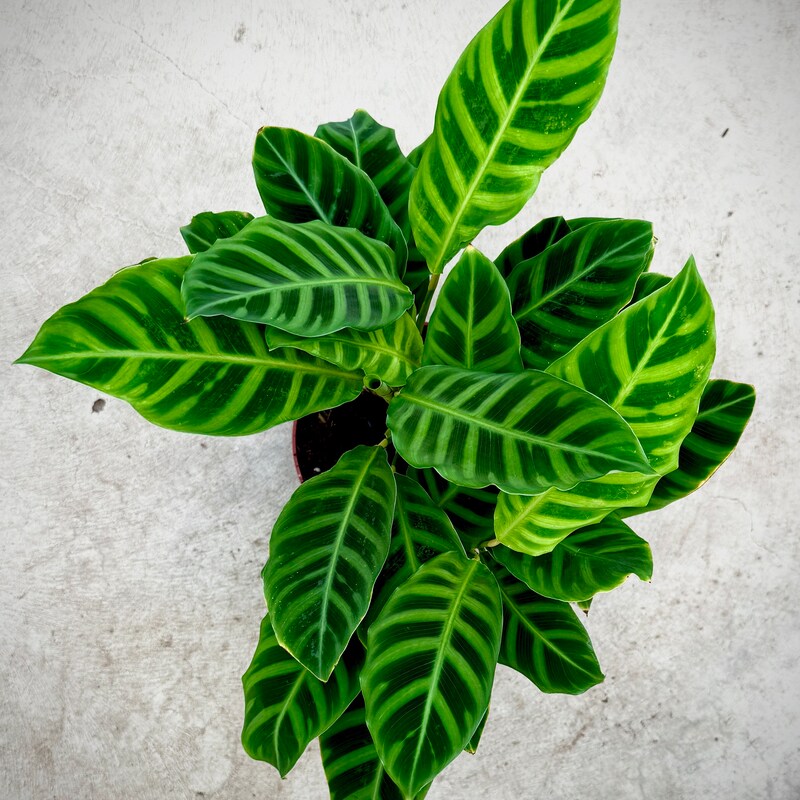 Calathea - Etsy