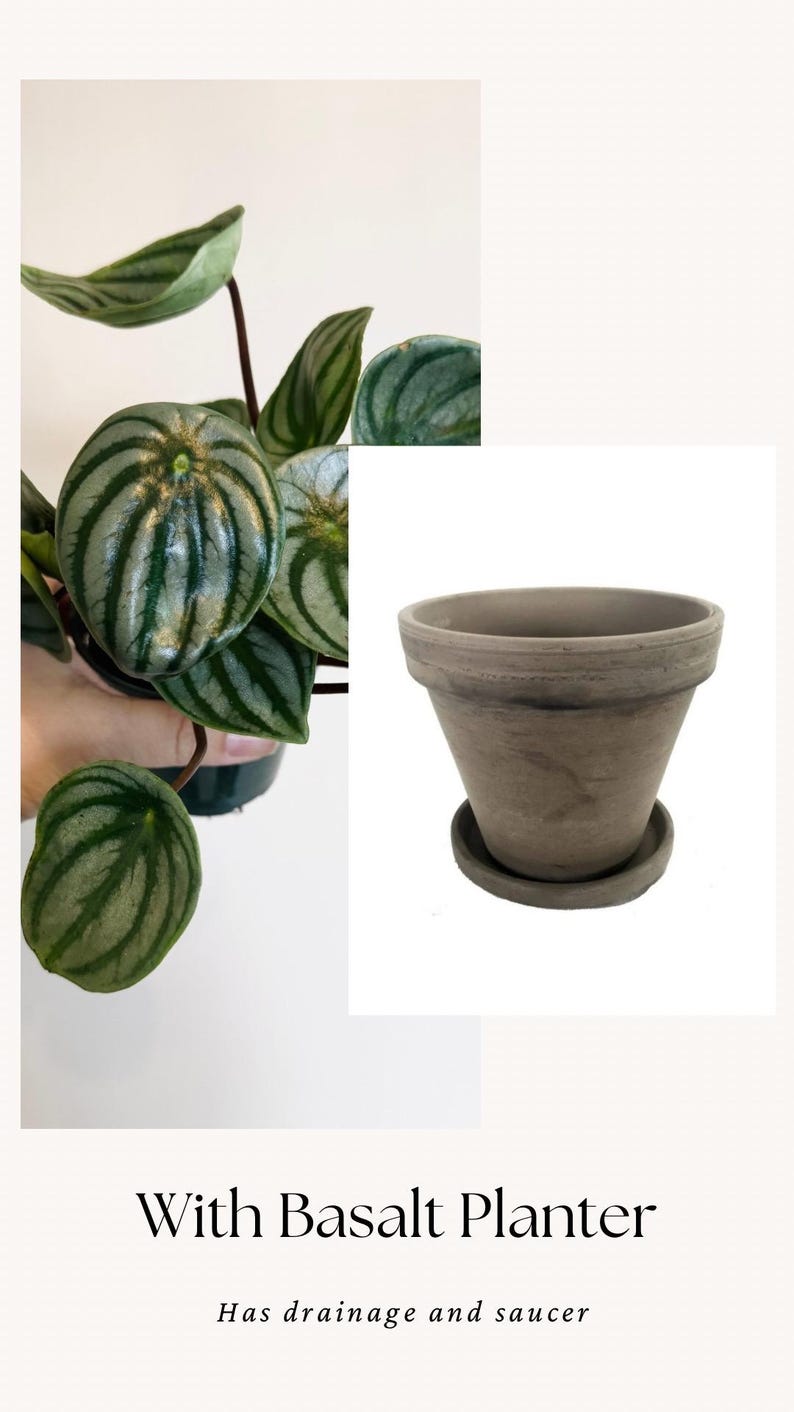 Peperomia Watermelon Plant - 4” Pot - Live Plant - Optional Decorative ...