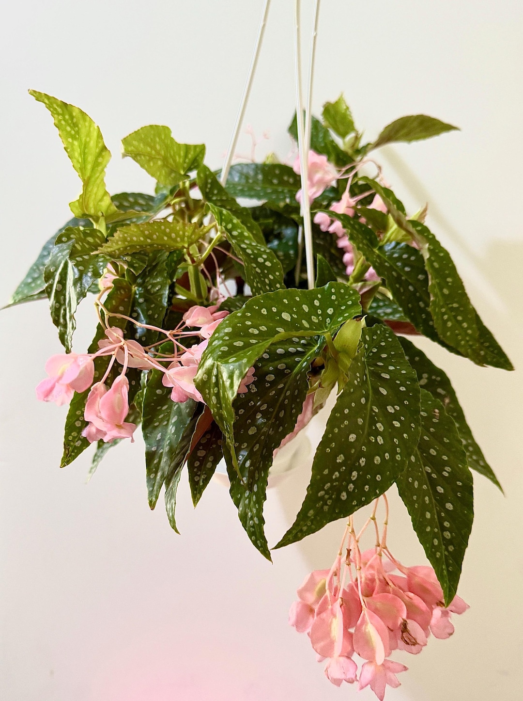 Begonia White Ice Angel Wing Flowering Plant - 4.5 Hanging Pot - Polka ...