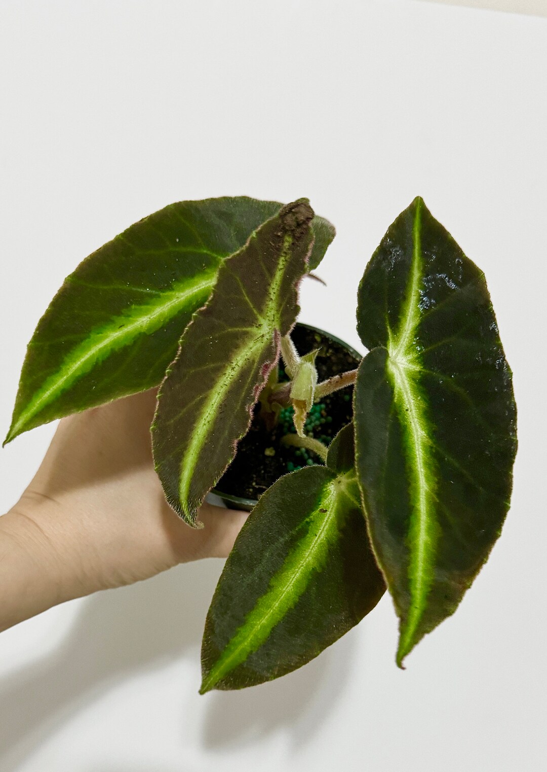 Begonia Listada Plant - 4 Inch Pot | Live Plant |RARE - Optional ...