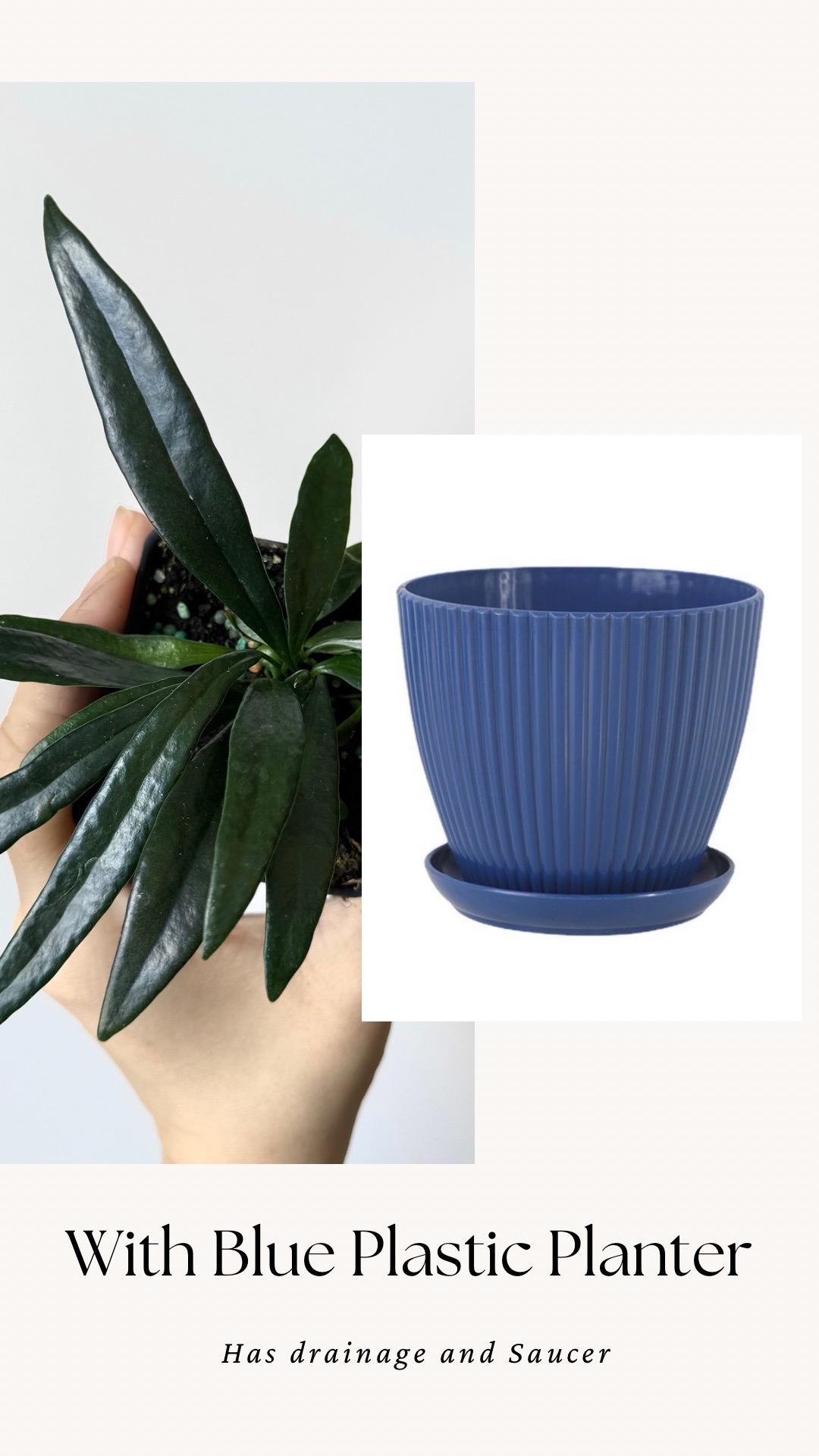Blue Oil Fern | Microsorum Thailandicum Plant | RARE Plant - 3 Inch Pot ...