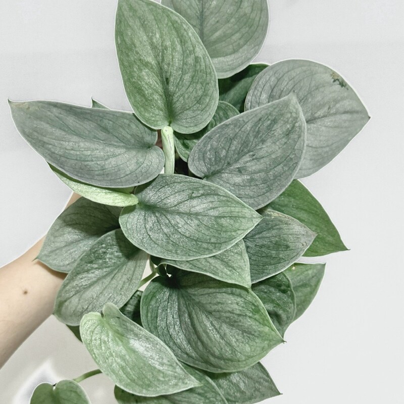 Scindapsus - Etsy