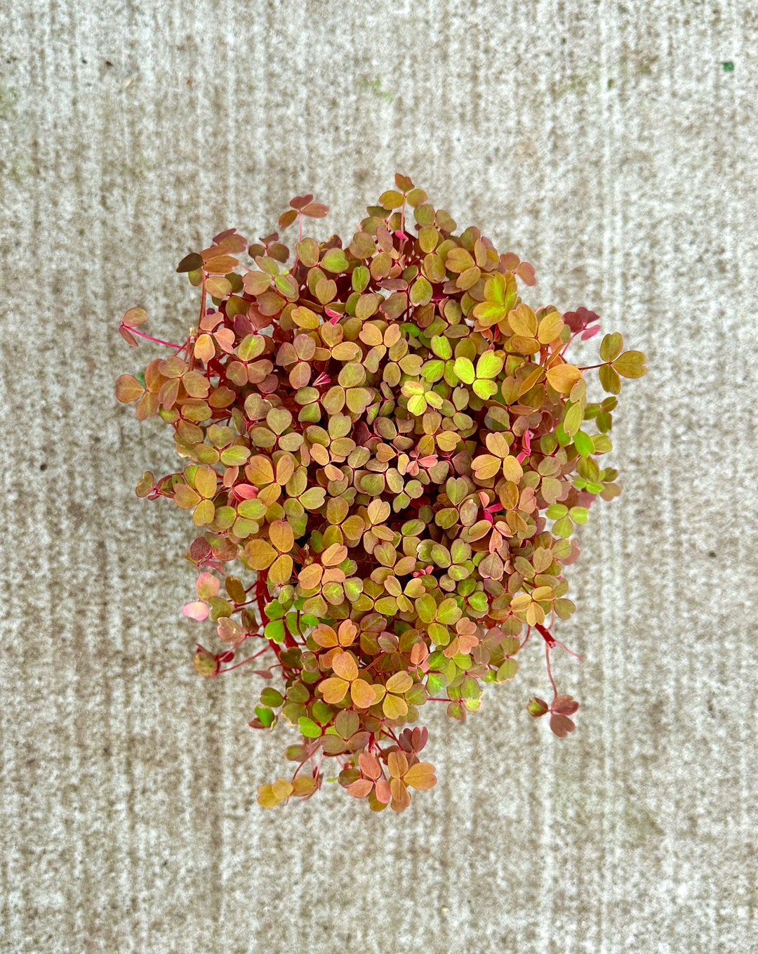 Oxalis Spiralis Aurea Golden Plant - 4 Inch Pot - Live Plant - Optional ...