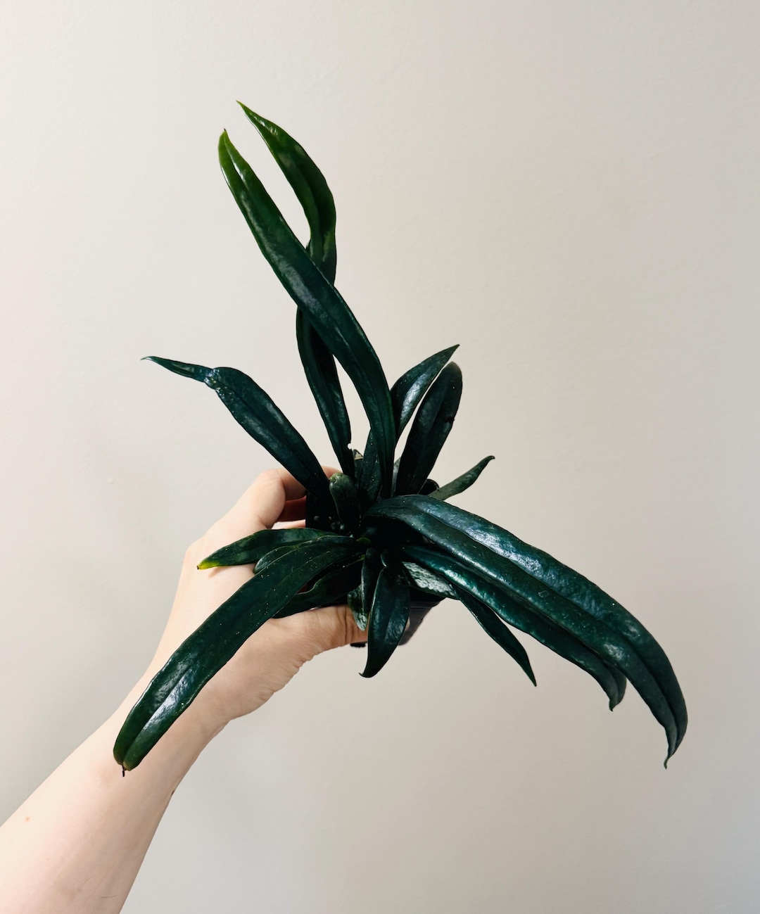 Blue Oil Fern | Microsorum Thailandicum Plant | RARE Plant - 3 Inch Pot ...