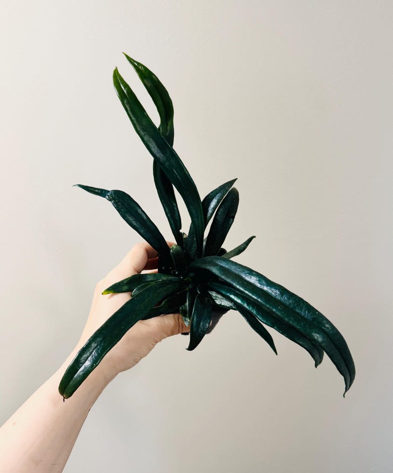 Blue Oil Fern | Microsorum Thailandicum Plant | RARE Plant - 3 Inch Pot ...