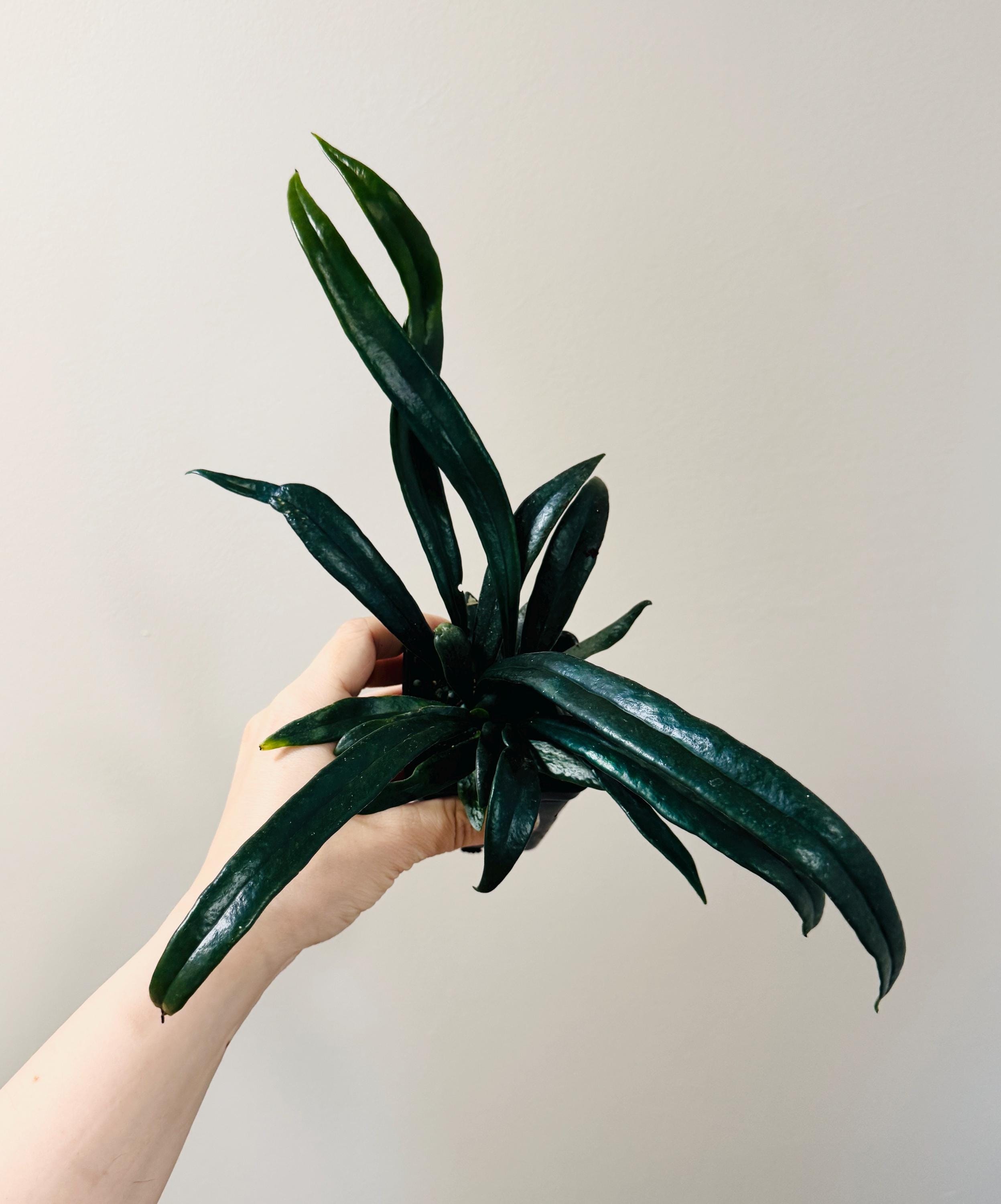 Blue Oil Fern | Microsorum Thailandicum Plant | RARE Plant - 3 Inch Pot ...
