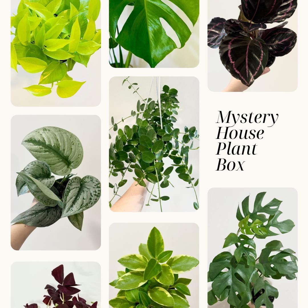 Houseplant Mystery Bundle Box - Etsy