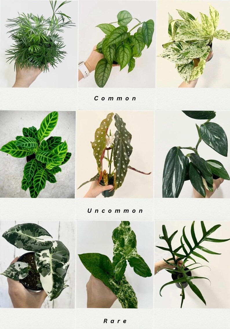 Houseplant Mystery Bundle Box - Etsy