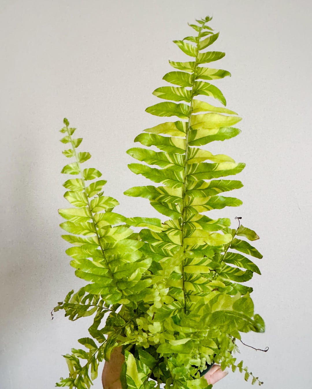 Tiger Fern Plant - 4 Inch Pot - Live Plant - Optional Decorative Pot - Etsy