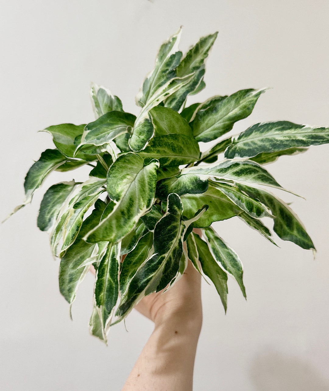 Syngonium Starlite - Live Plant 4 Inch Nursery Pot - Variegated Plant ...