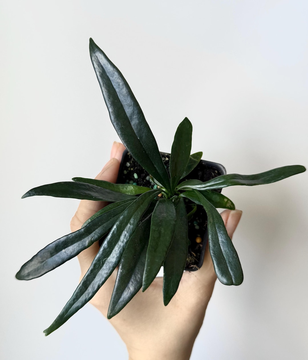Blue Oil Fern | Microsorum Thailandicum Plant | RARE Plant - 3 Inch Pot ...