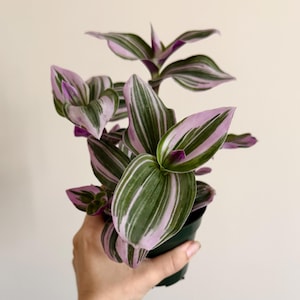 Tradescantia Bubblegum Nanouk Plant - 4 Inch Pot - Optional Decorative ...