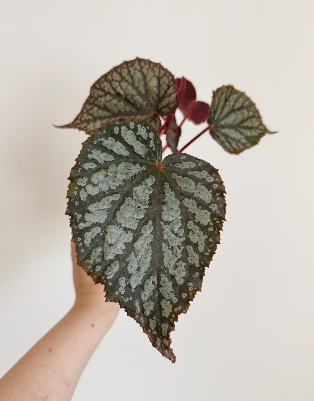 Begonia Vampire Slayer Rare Flowering Plant - 3” Pot - Optional ...