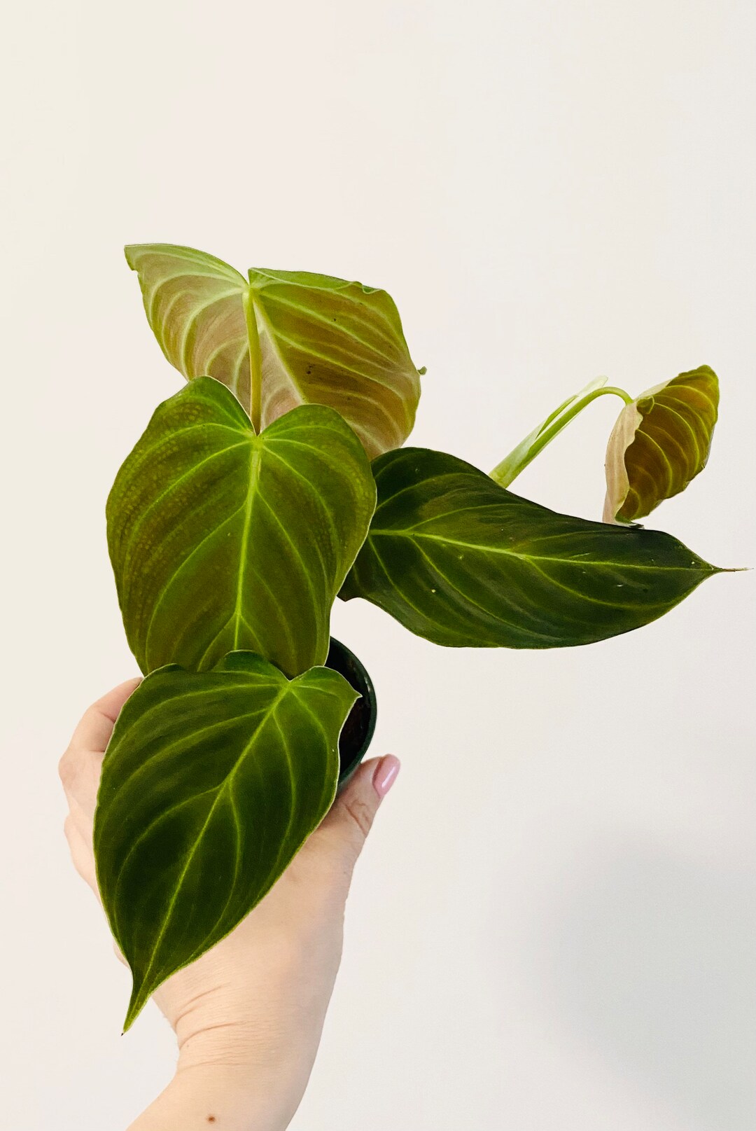 Philodendron Splendid Plant 3.5 Pot - Etsy