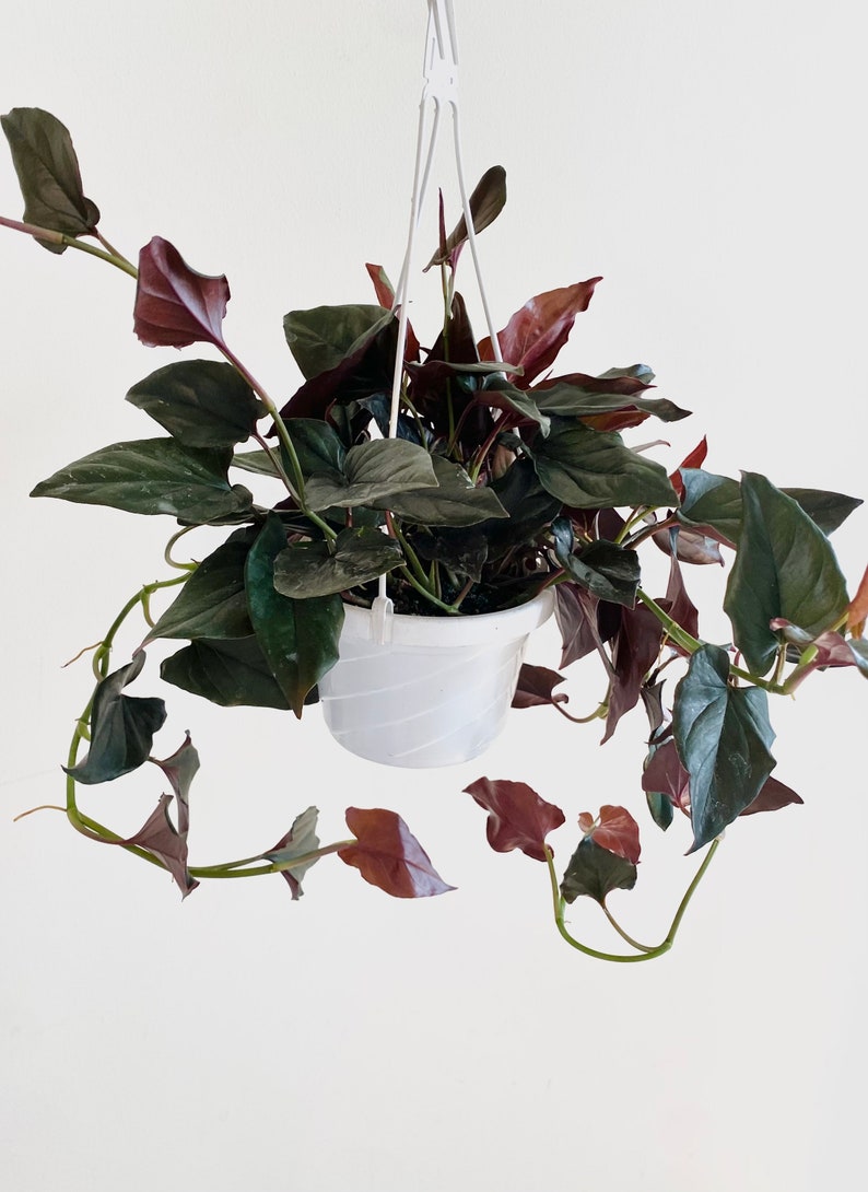 Syngonium Erythrophyllum Red Arrow Plant 6 Inch Hanging Pot - Etsy