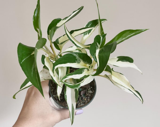Manjula Mutant Pothos - 3.5 Inch Pot - Live Rare Plant - Etsy
