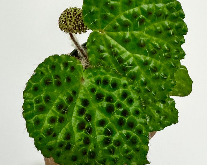 SEEDS Begonia Sp Mantuk - Etsy