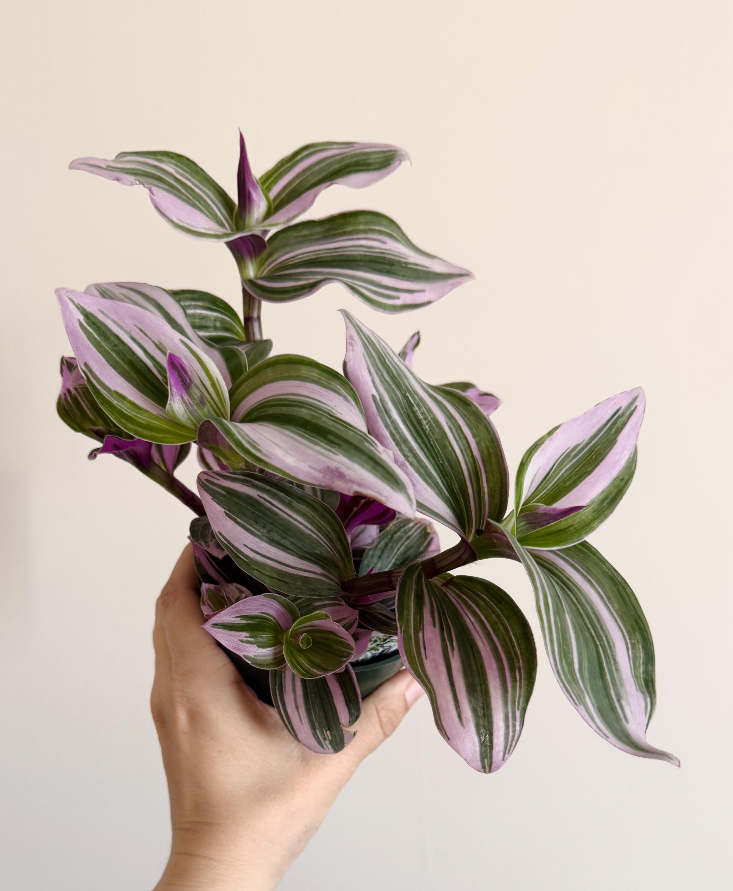 Tradescantia Bubblegum Nanouk Plant - 4 Inch Pot - Optional Decorative ...