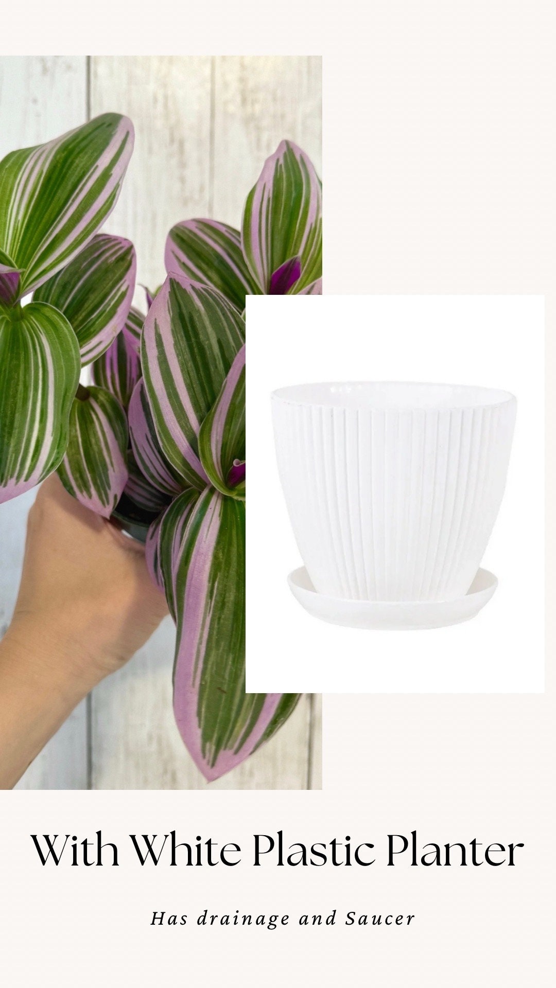 Tradescantia Bubblegum Nanouk Plant - 4 Inch Pot - Optional Decorative ...