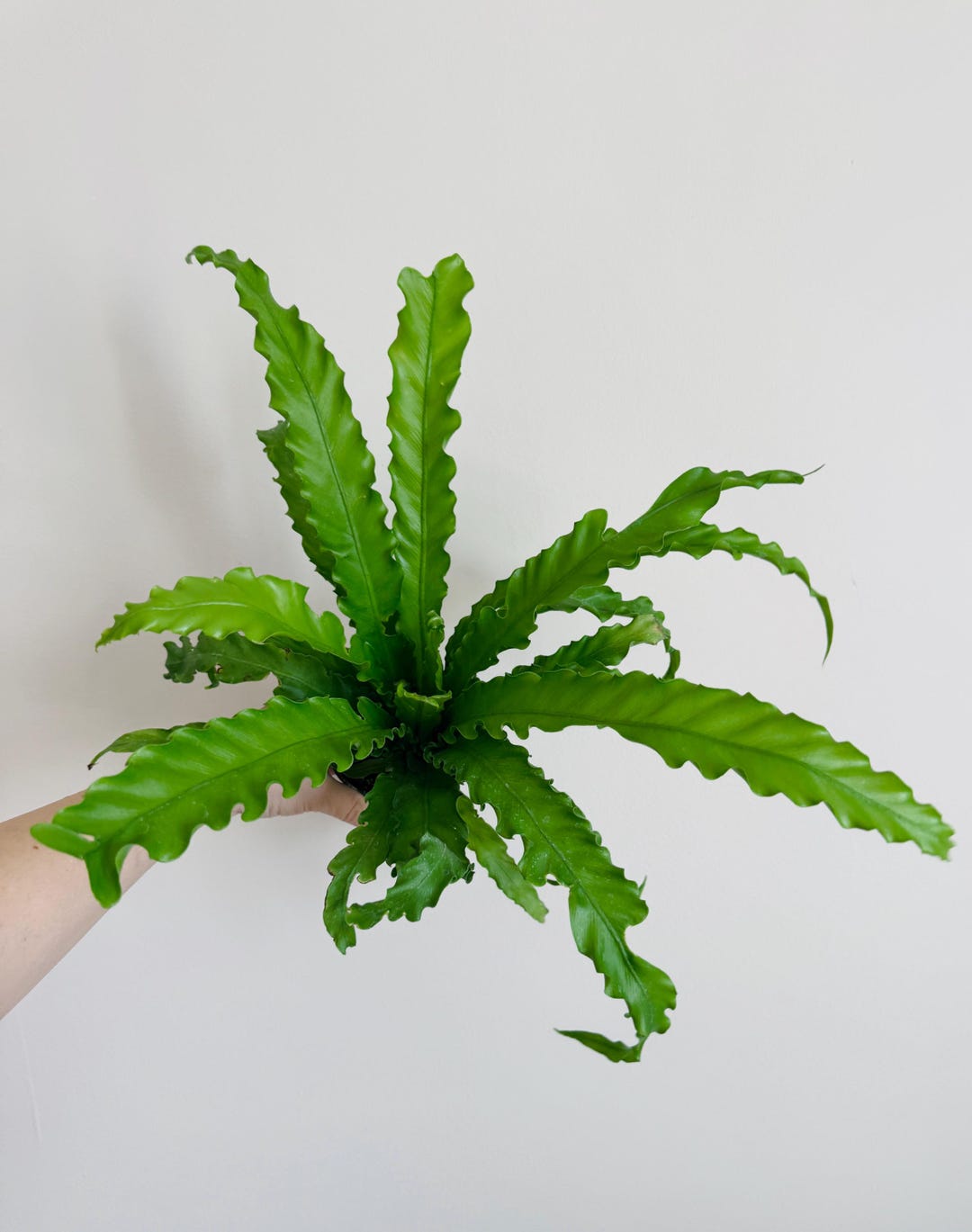 Fern Osaka Birds Nest Plant - 4 Inch Pot - Live Plant - Optional ...