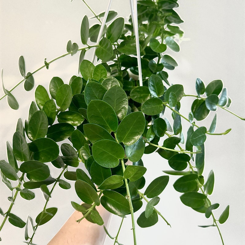 Hoya - Etsy