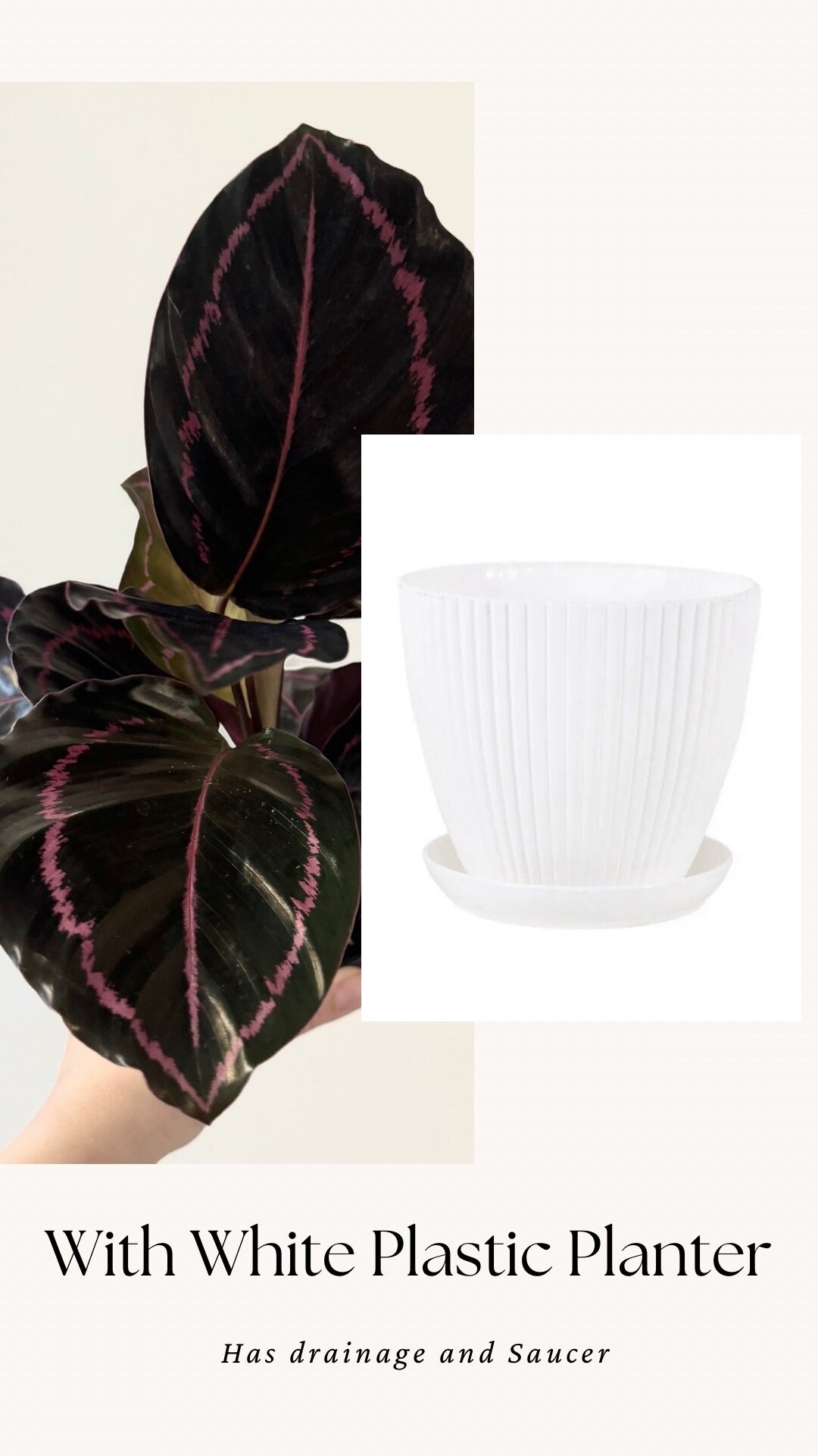 Calathea Dottie Plant - 4” | 6” Pot - Live Plant - Optional Decorative ...