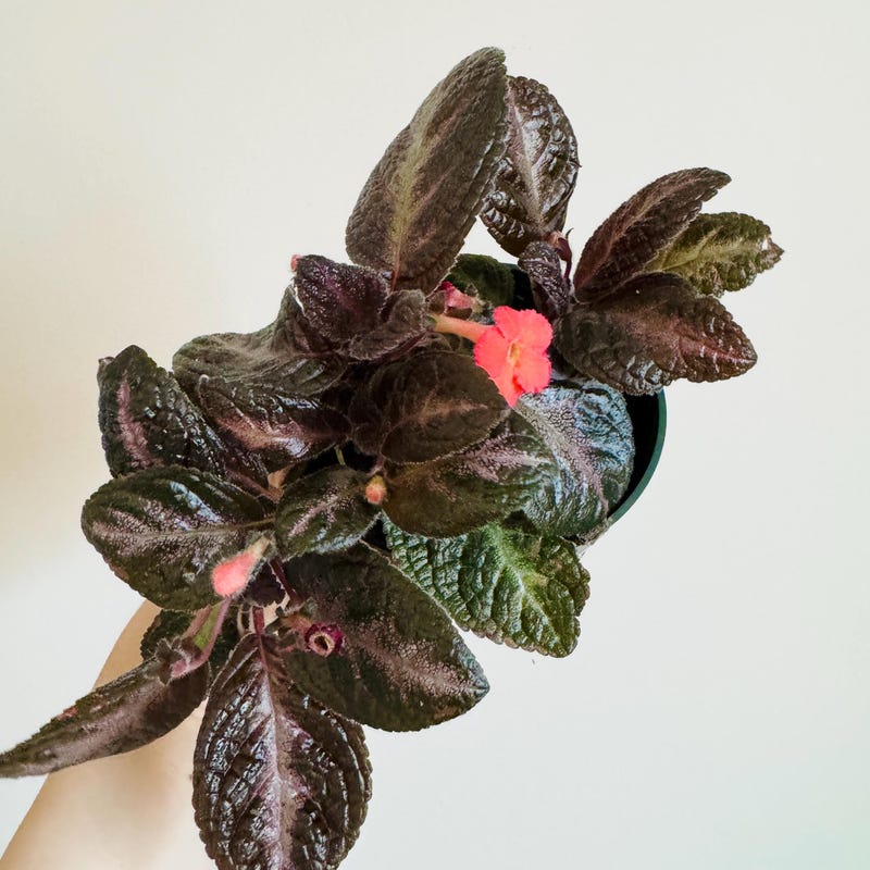 Episcia - Etsy
