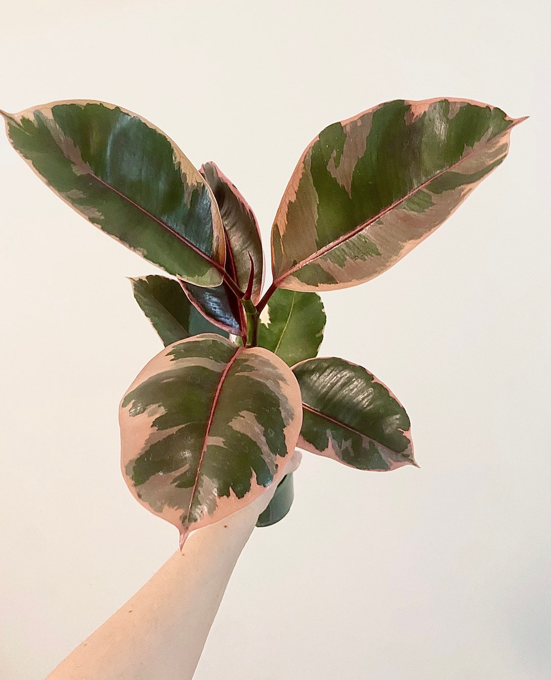 Ficus Elastica Ruby Rubber Tree Plant - 4" Pot - Etsy