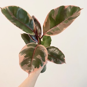 Ficus Elastica Ruby Rubber Tree Plant - 4" Pot - Etsy
