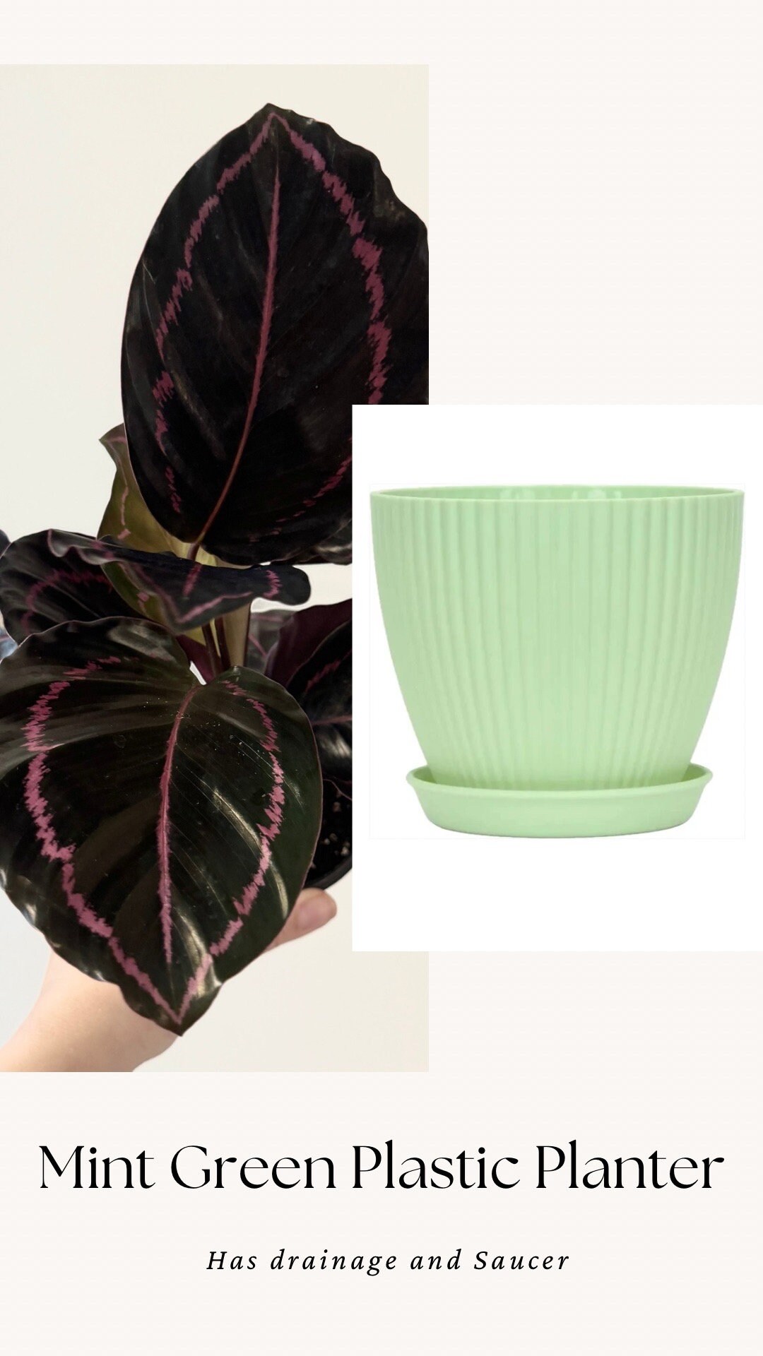Calathea Dottie Plant - 4” | 6” Pot - Live Plant - Optional Decorative ...